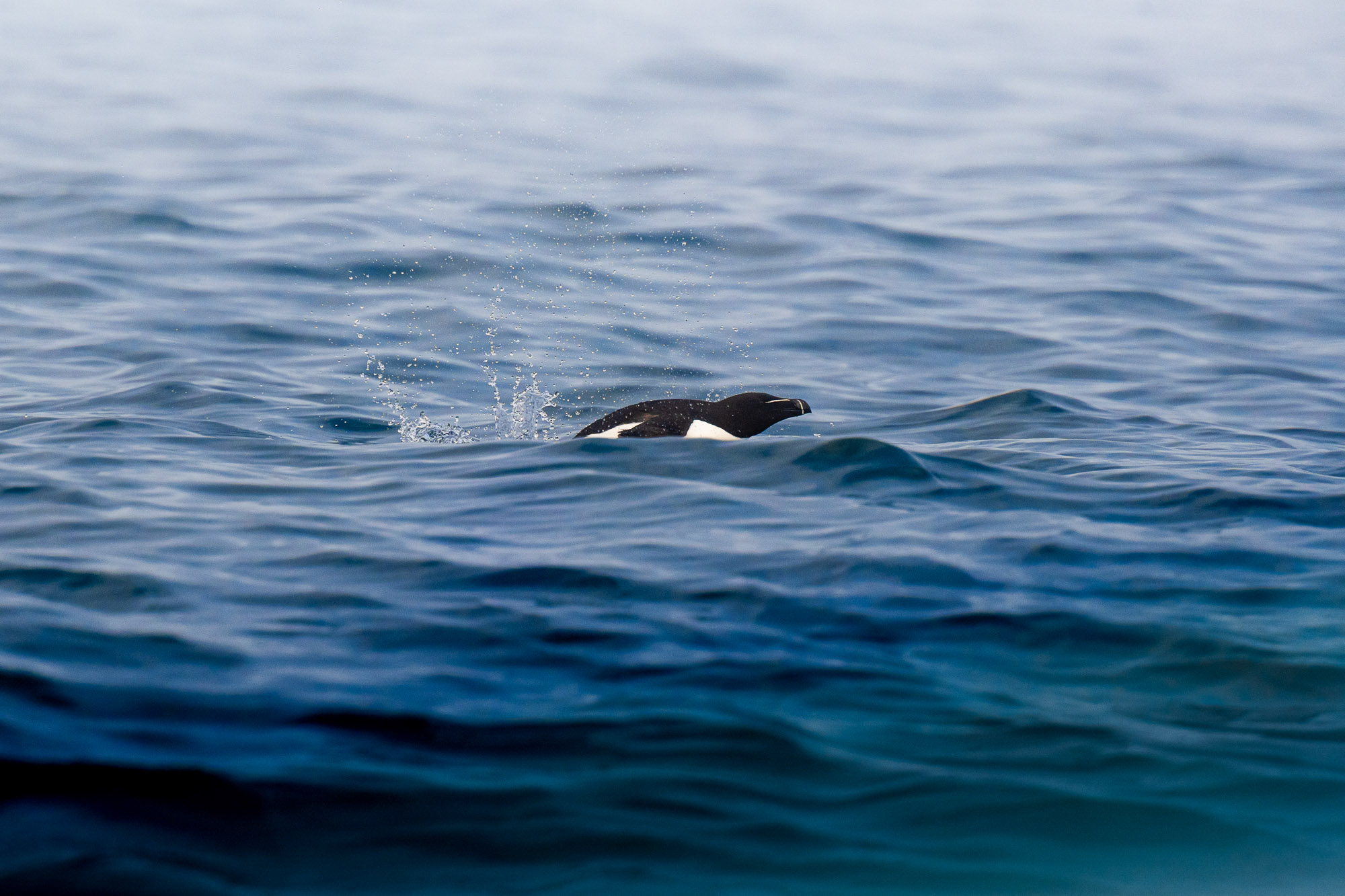 Petit pingouin - Alca Torda - Croisière Famille Vibert - Longue-Pointe ...