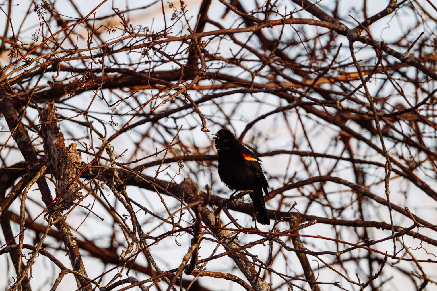 Nikon Z 800mm Lens Review: A Pro Photographer's Insight